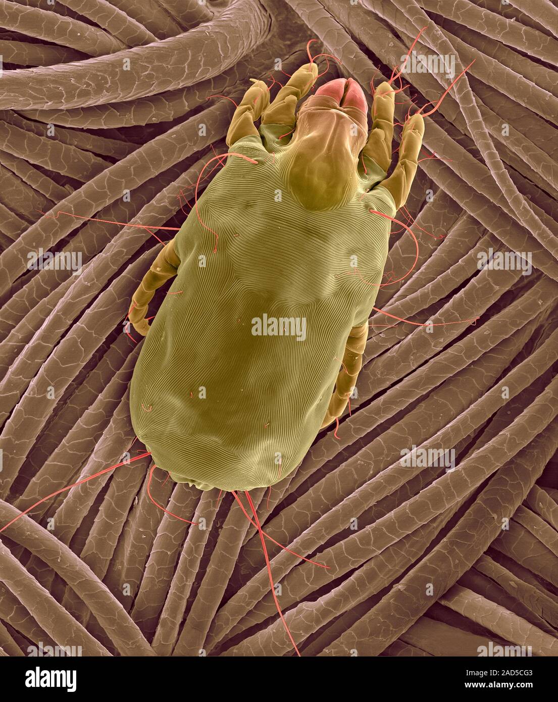 Coloured scanning electron micrograph (SEM) of Dust mite ...