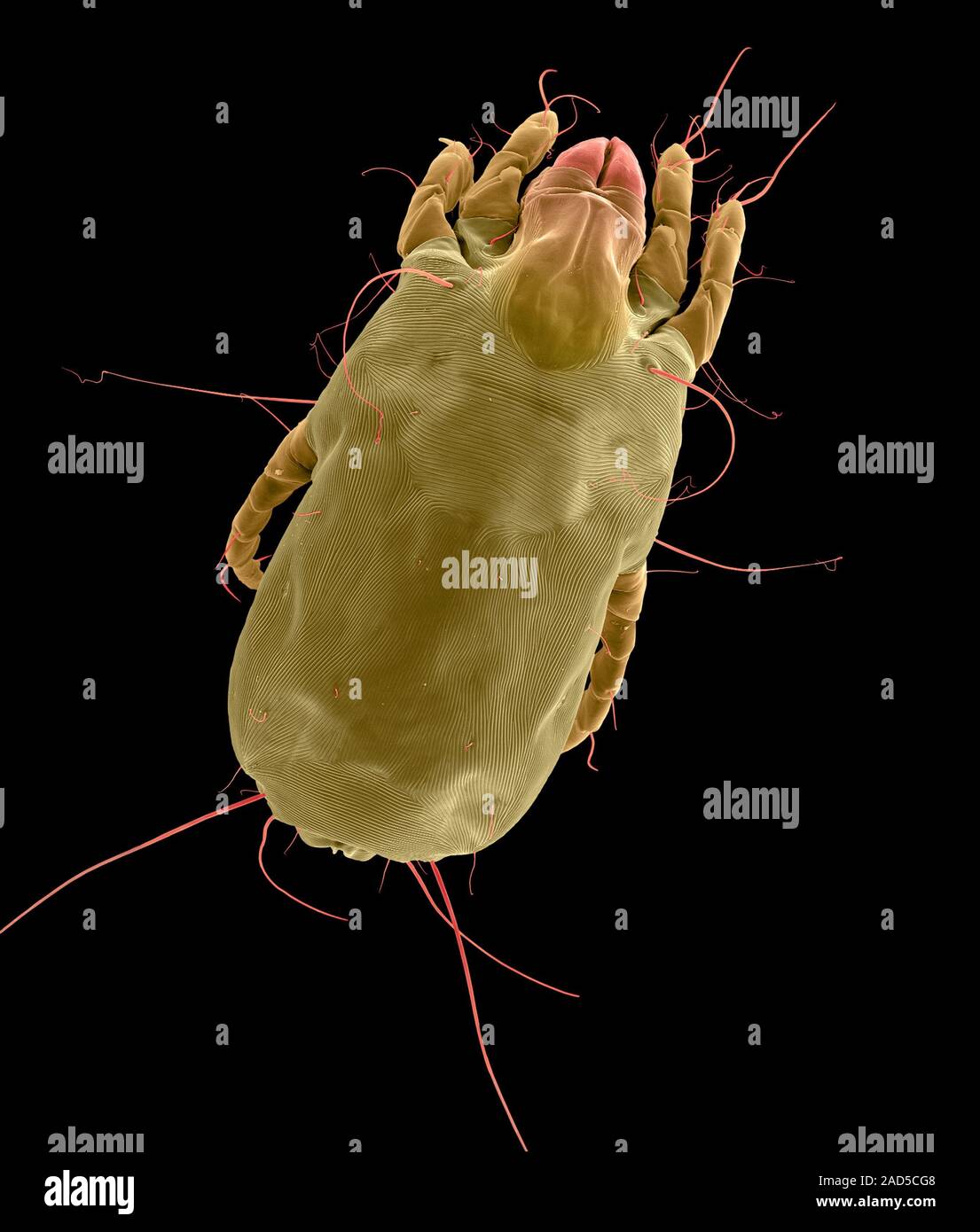 Coloured scanning electron micrograph (SEM) of Dust mite ...