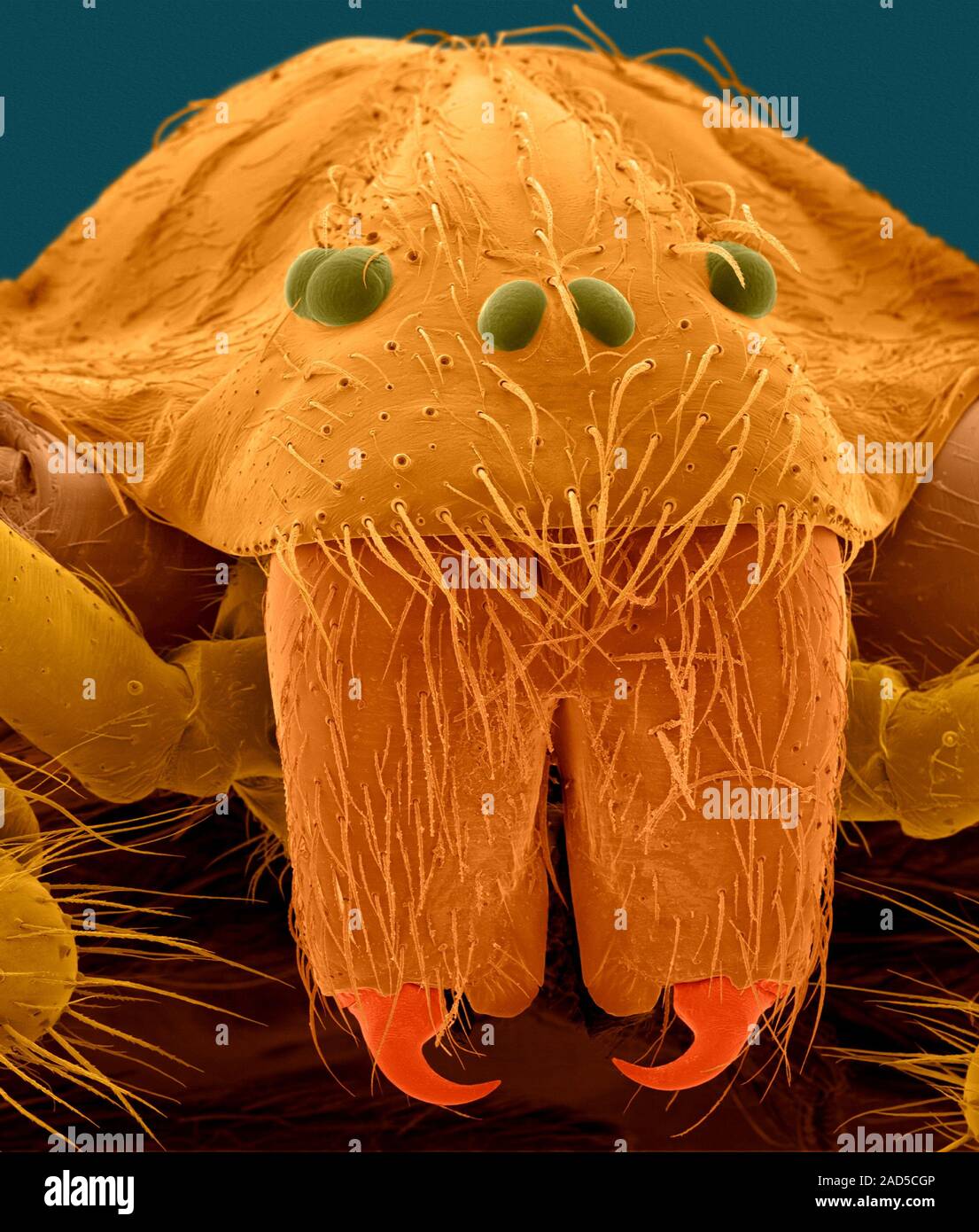 What Is A Cephalothorax Vardayokclub