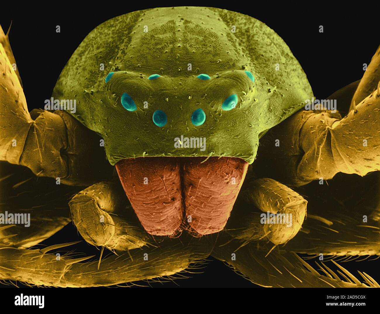 Coloured scanning electron micrograph (SEM) of goldenrod crab spider ...