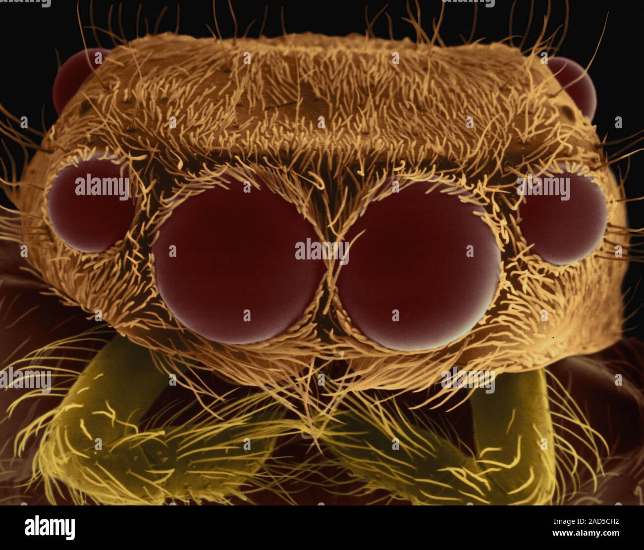 Coloured scanning electron micrograph (SEM) of pantropical jumping ...