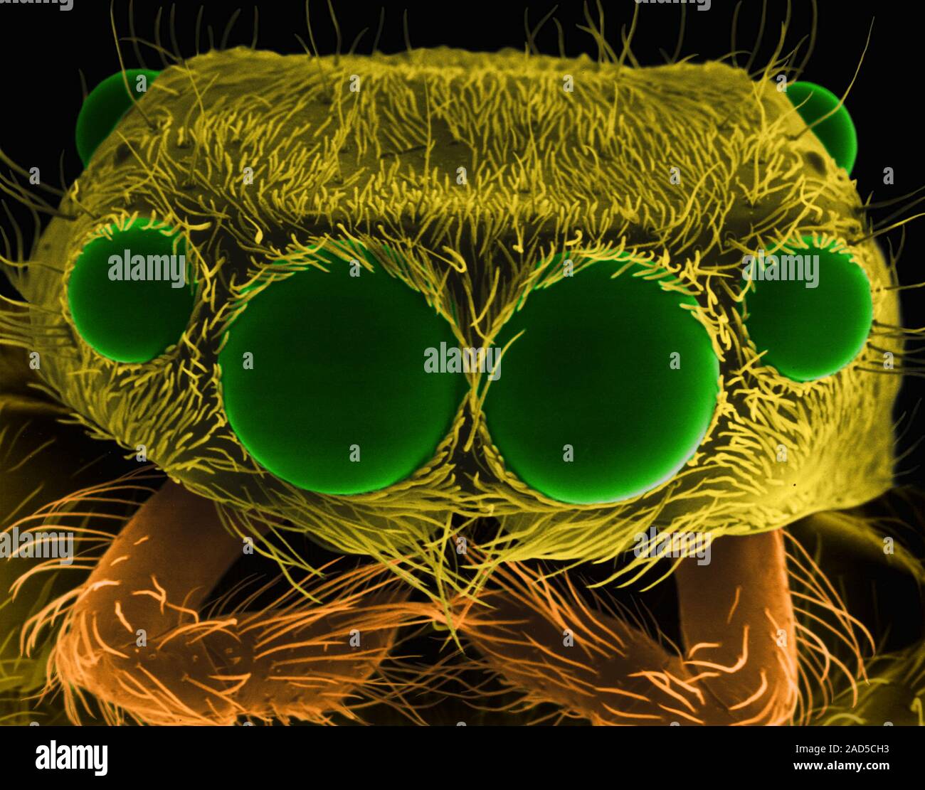 Coloured scanning electron micrograph (SEM) of pantropical jumping ...
