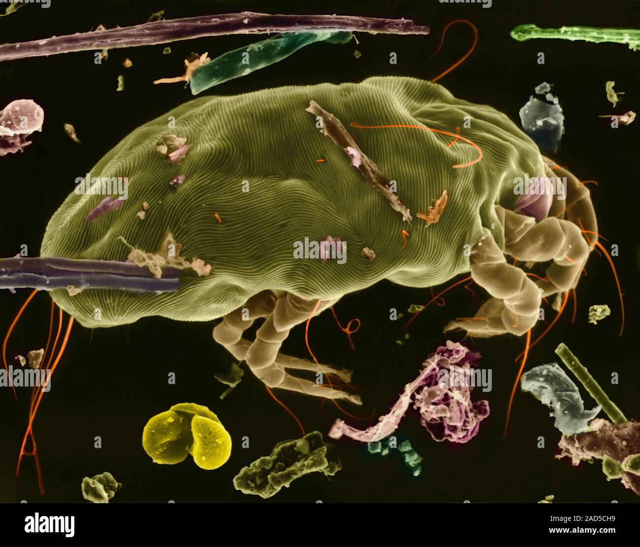 Coloured scanning electron micrograph (SEM) of Dust mite ...
