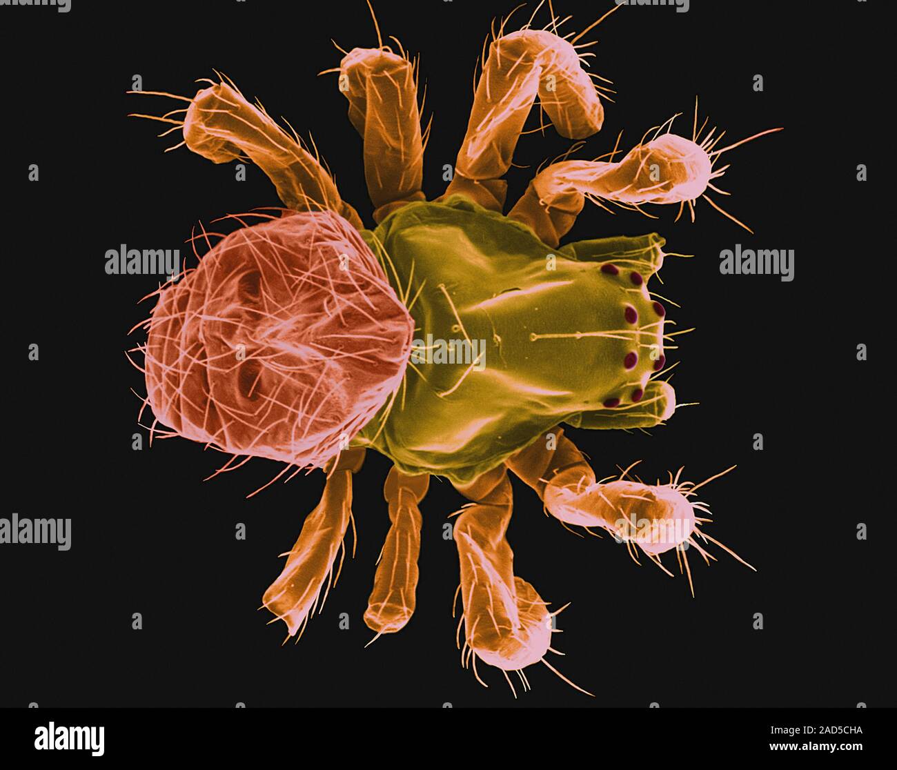 Coloured scanning electron micrograph (SEM) of Hammock spider ...