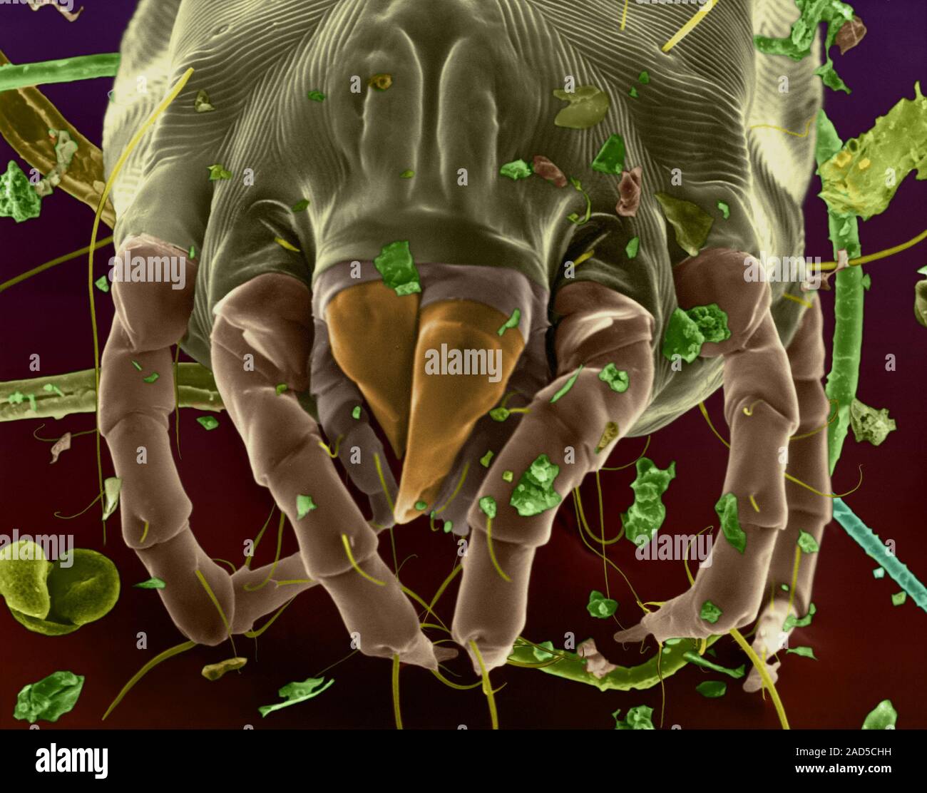 Coloured scanning electron micrograph (SEM) of Dust mite head and ...