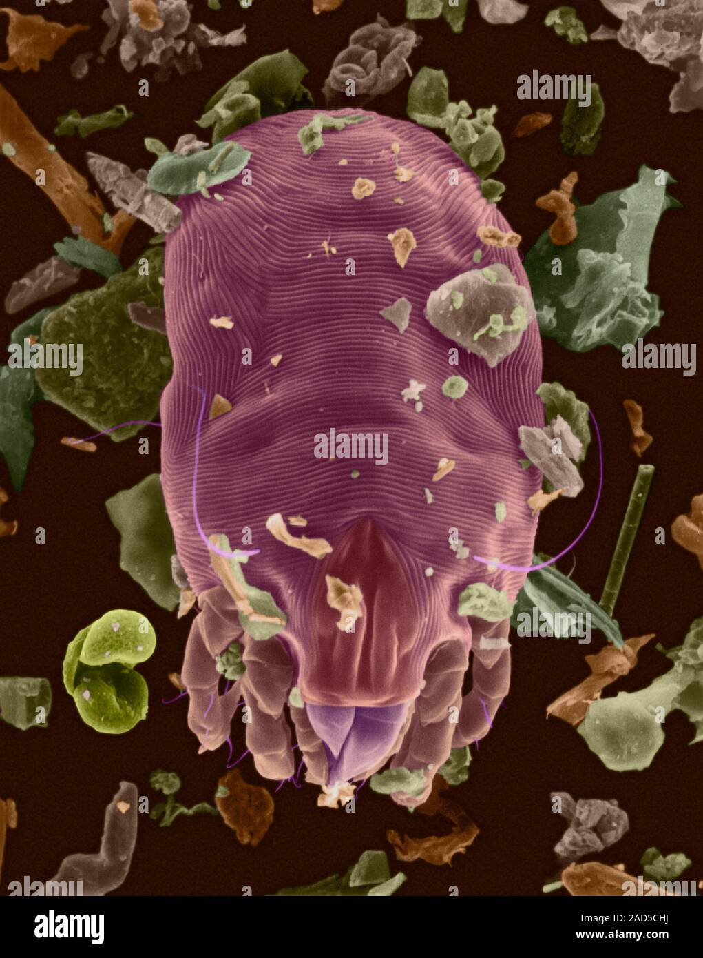Coloured scanning electron micrograph (SEM) of Dust mite ...