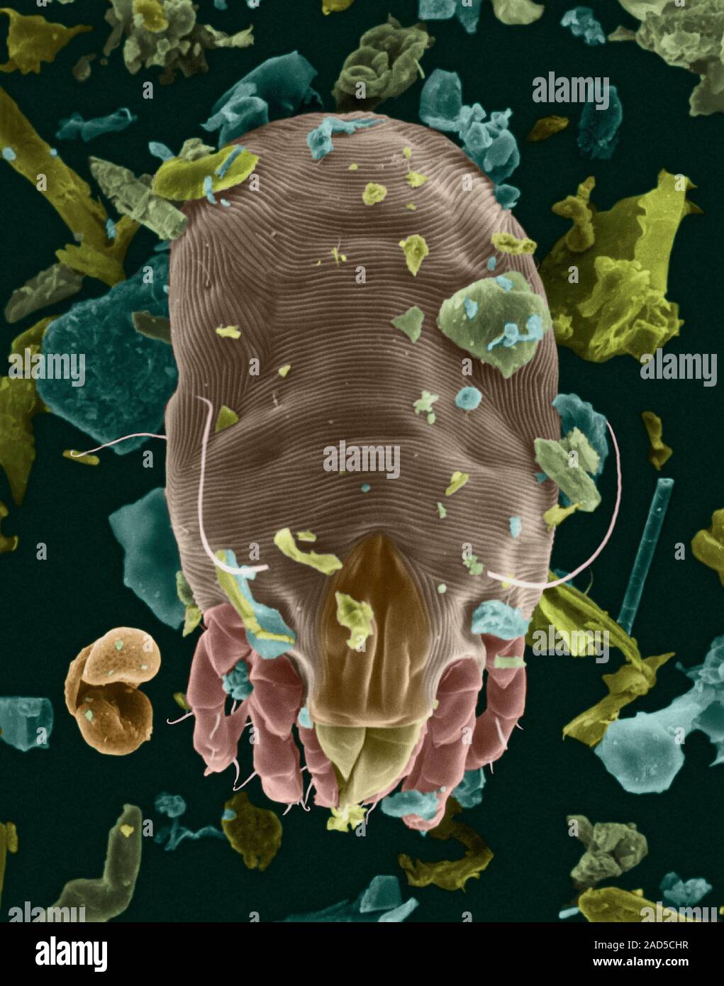 Coloured scanning electron micrograph (SEM) of Dust mite ...