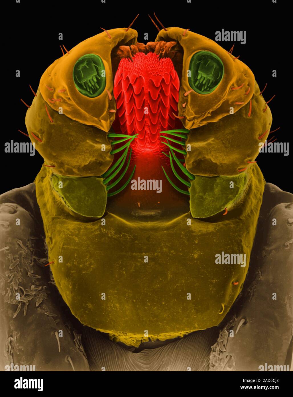 Coloured scanning electron micrograph (SEM) of American dog tick ...