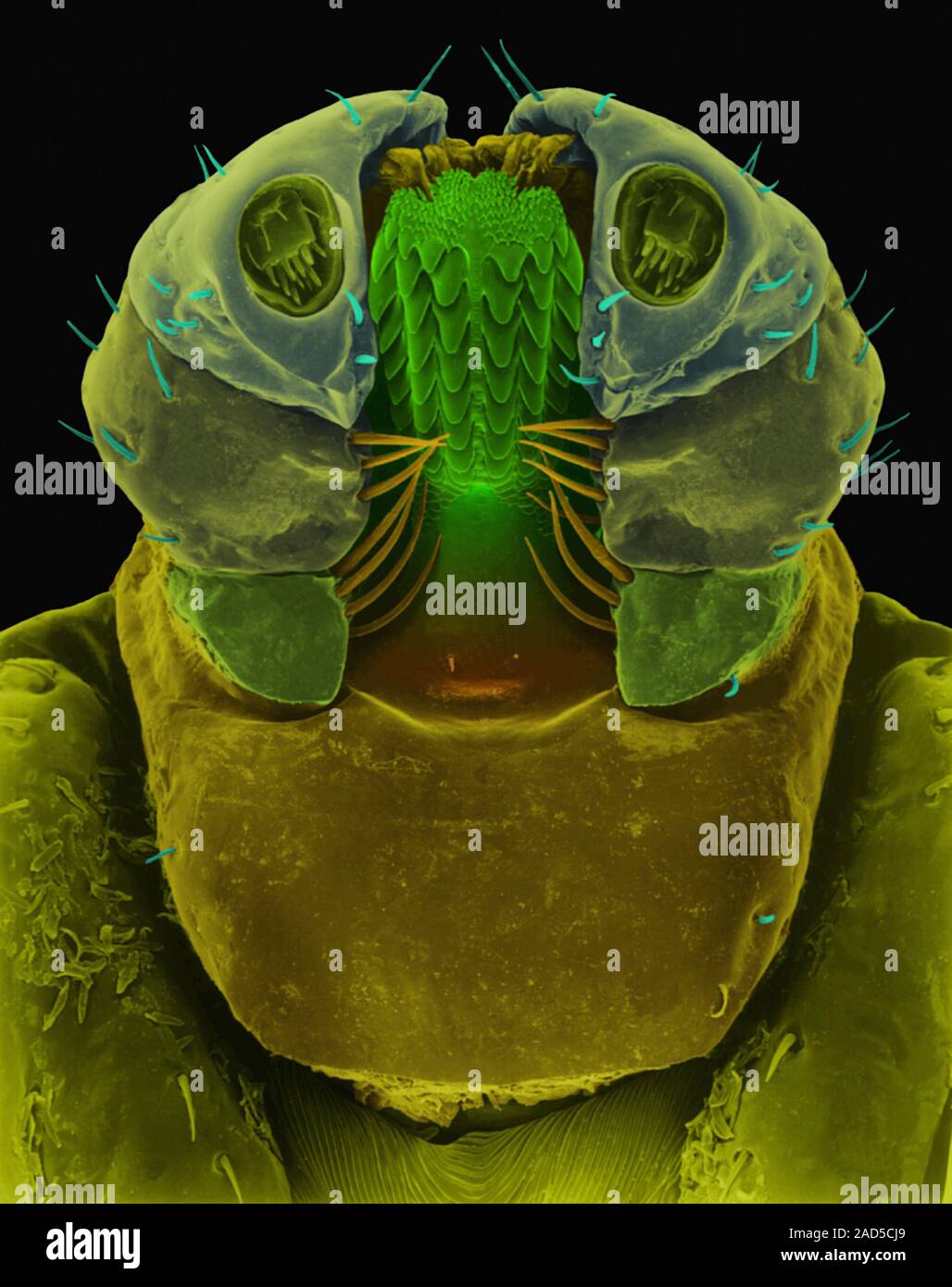Coloured scanning electron micrograph (SEM) of American dog tick head ...