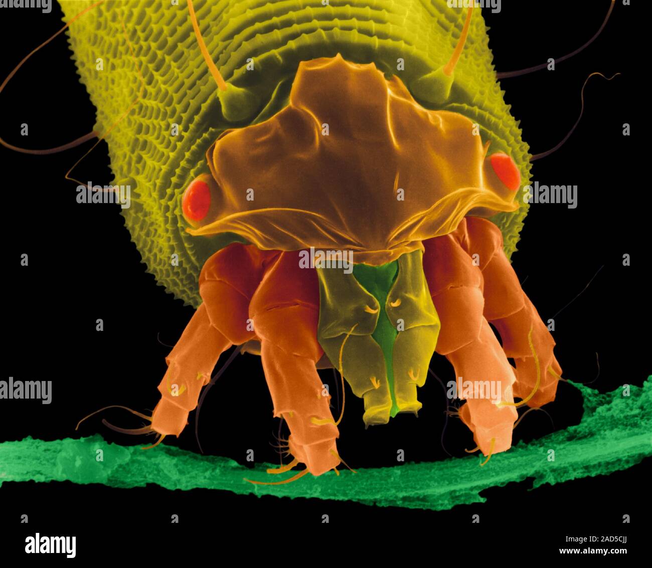 Coloured scanning electron micrograph (SEM) of Head, legs, and ...