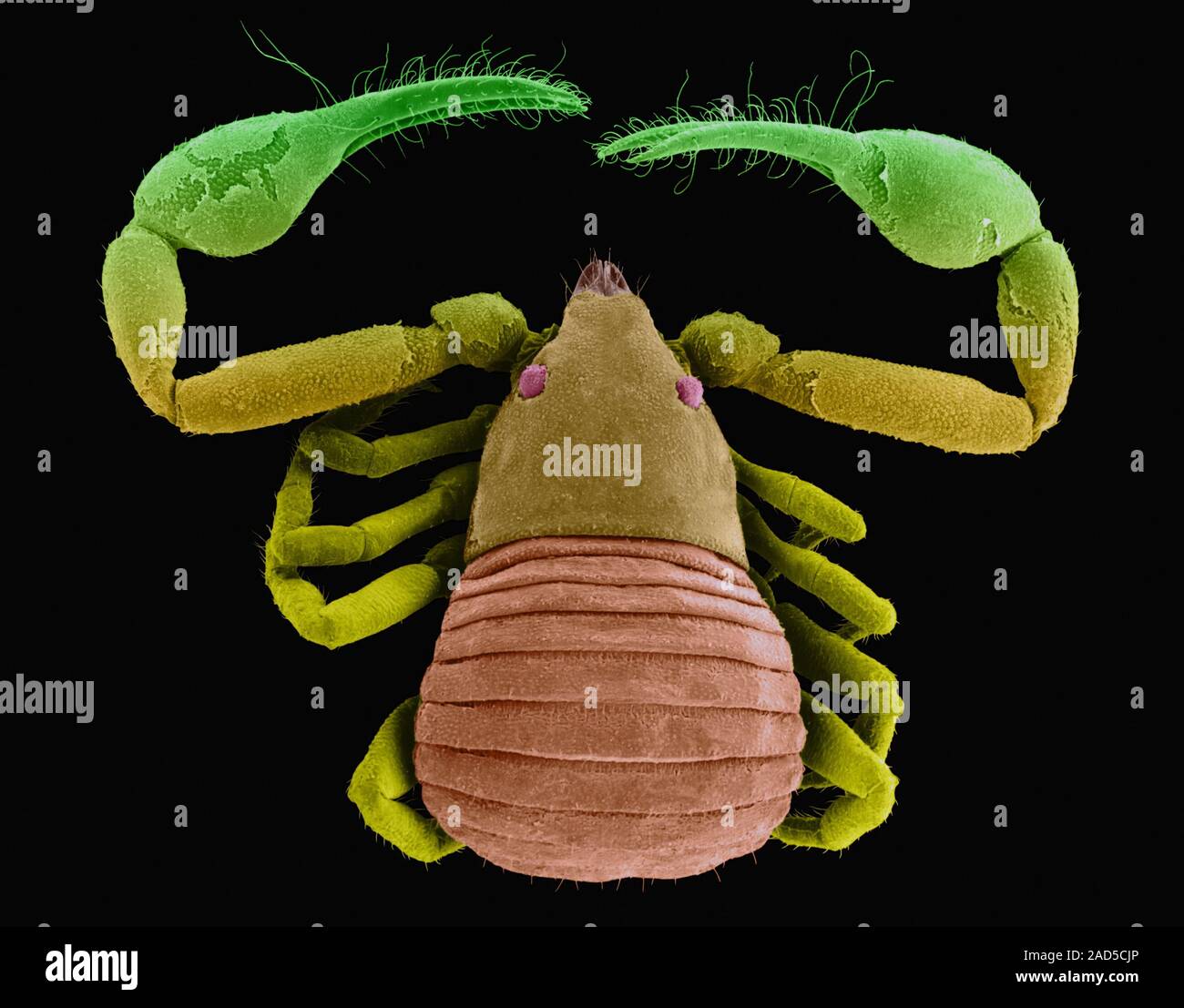 Coloured scanning electron micrograph (SEM) of Pseudoscorpion (moulting ...