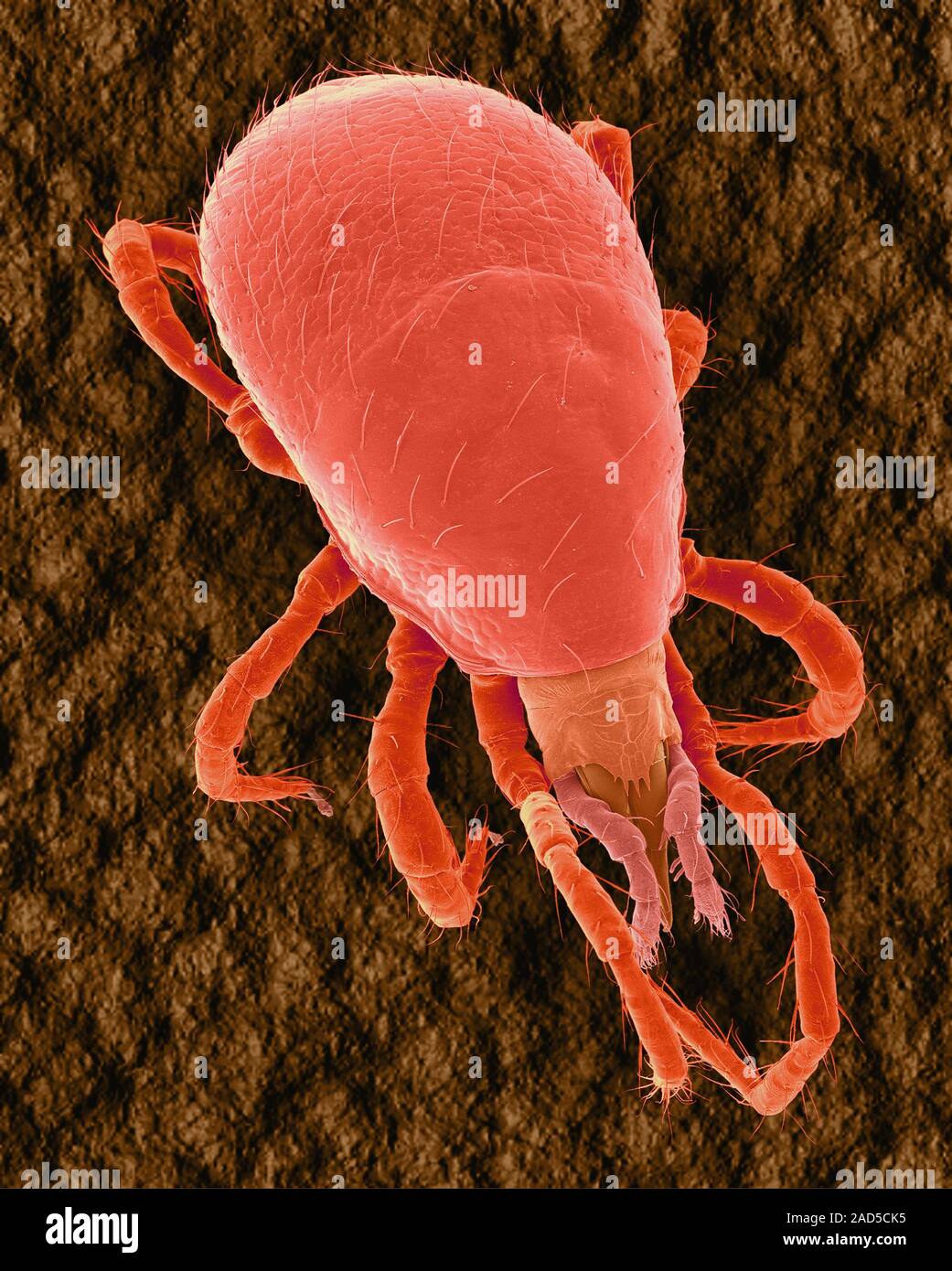 Coloured scanning electron micrograph (SEM) of Soil mite (Order Acari ...