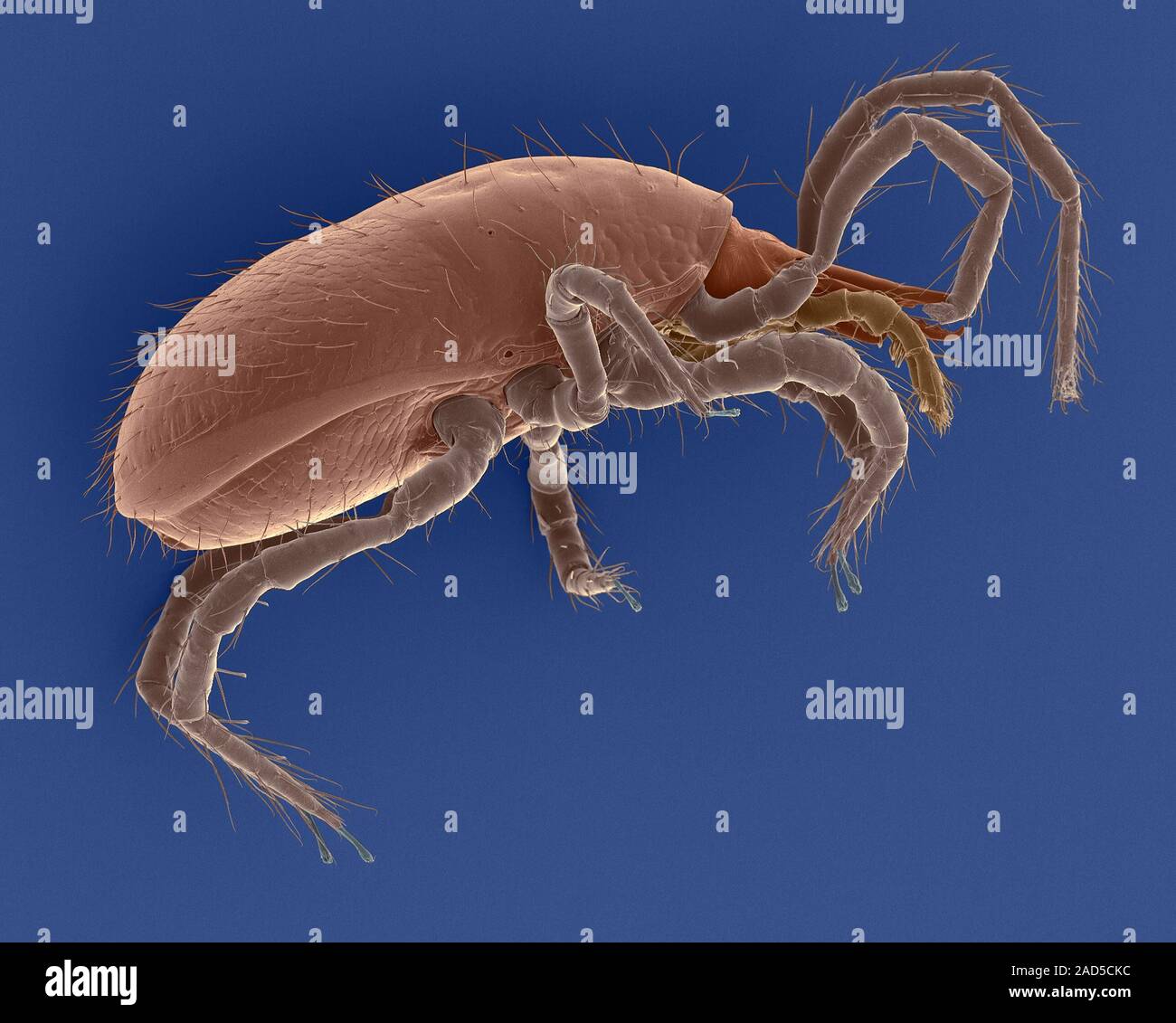 Coloured scanning electron micrograph (SEM) of Soil mite (Order Acari ...