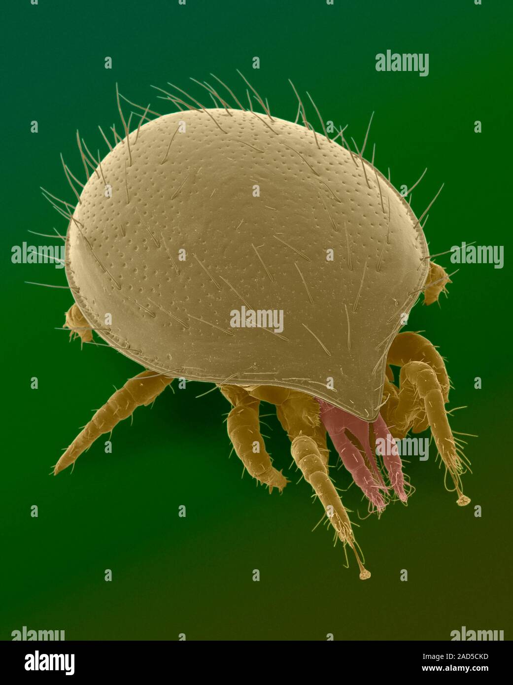 Coloured scanning electron micrograph (SEM) of Tortoise (soil) mite ...