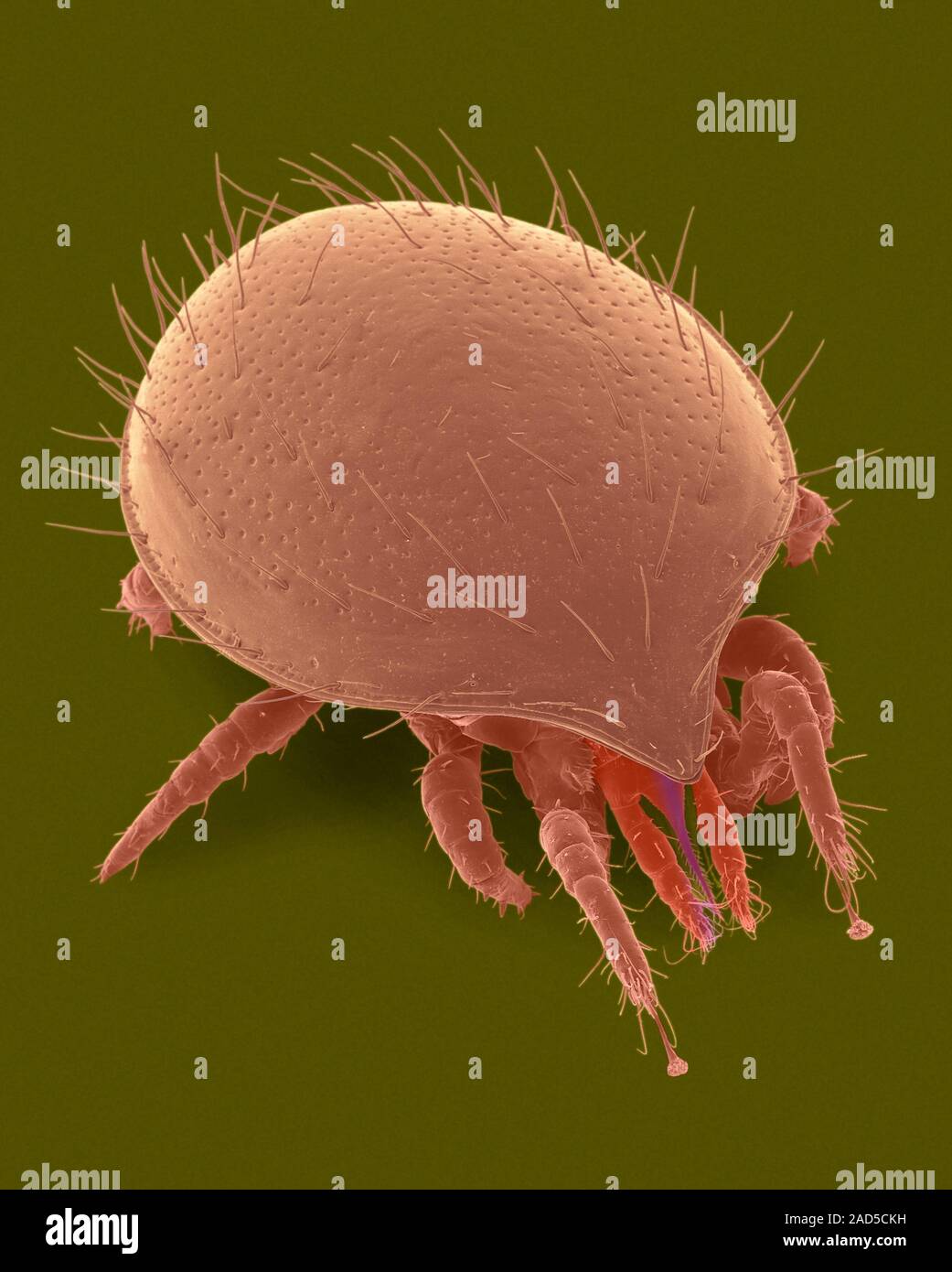 Coloured scanning electron micrograph (SEM) of Tortoise (soil) mite ...