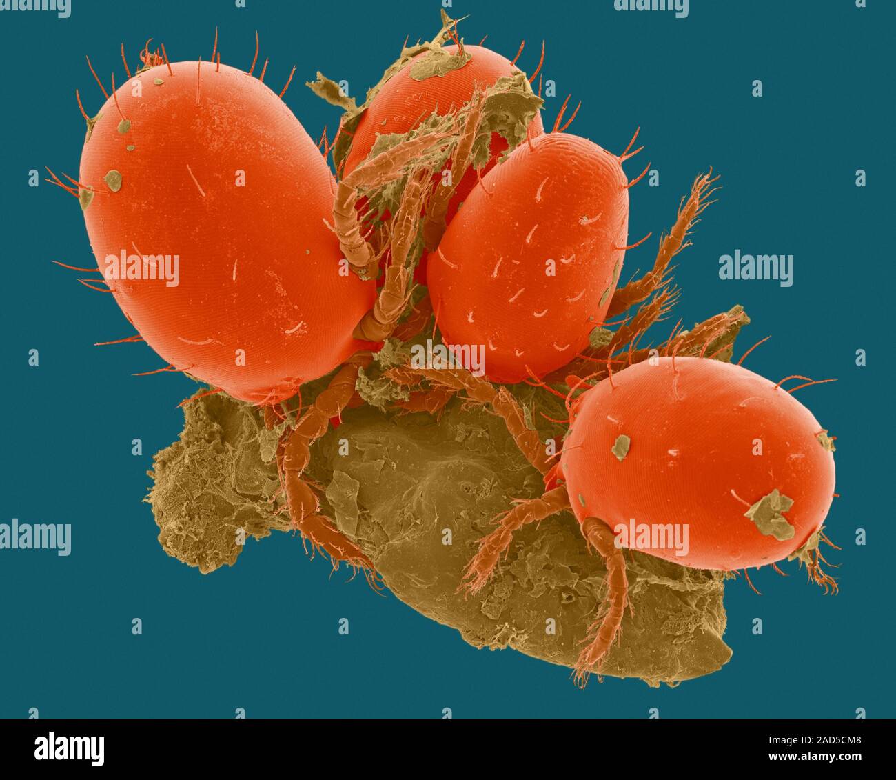 Coloured scanning electron micrograph (SEM) of Chiggers (Trombicula sp ...
