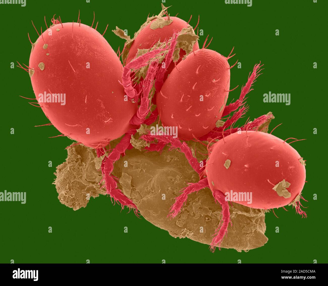 Coloured scanning electron micrograph (SEM) of Chiggers (Trombicula sp ...