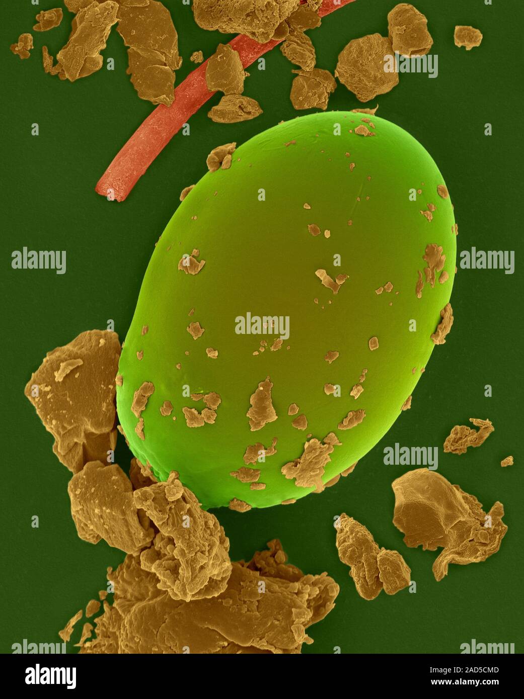 Coloured scanning electron micrograph (SEM) of Dust mite egg ...
