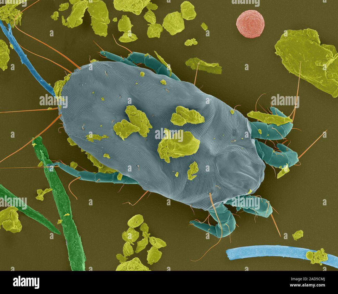 Coloured scanning electron micrograph (SEM) of Dust mite ...