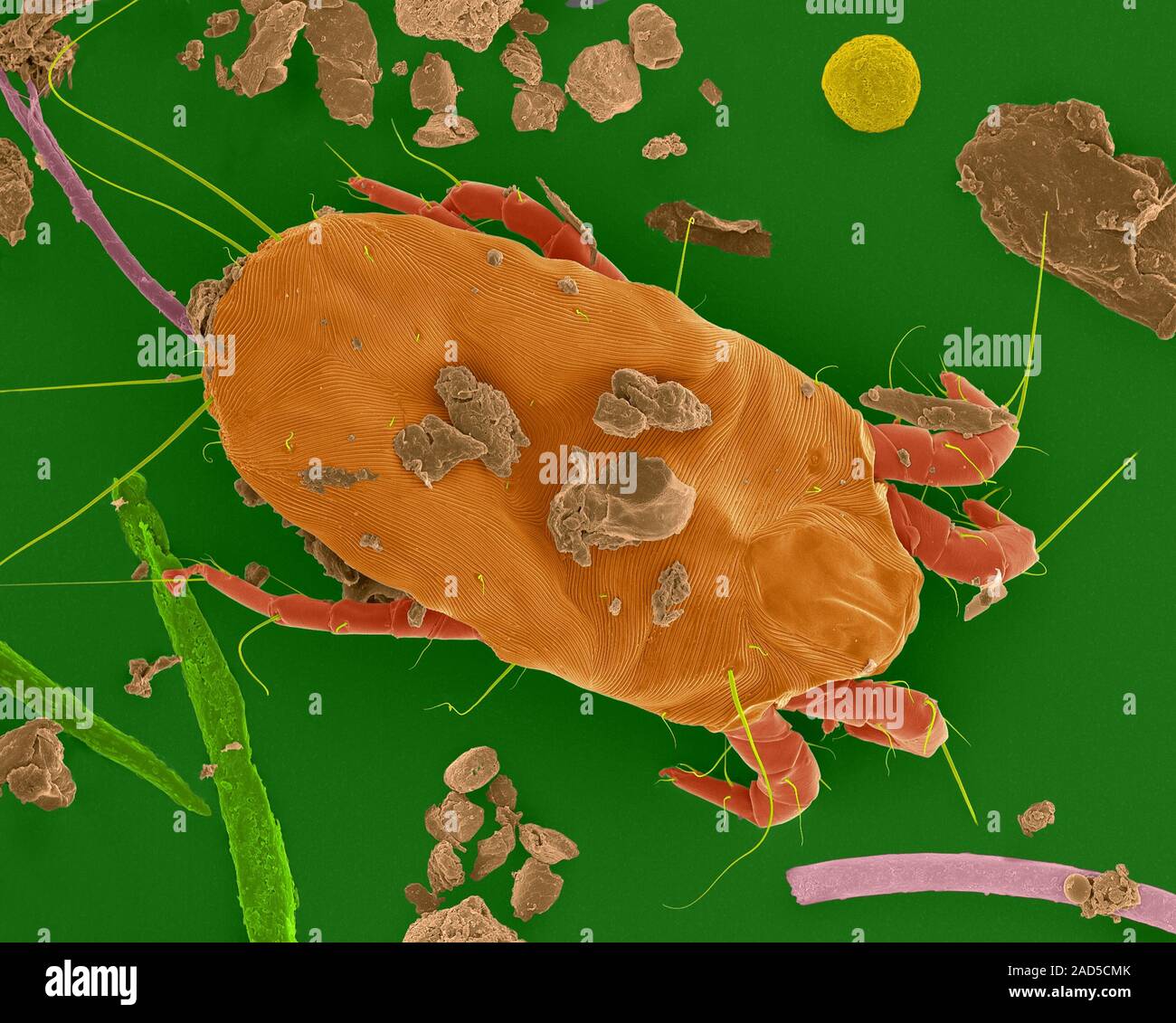 Coloured scanning electron micrograph (SEM) of Dust mite ...