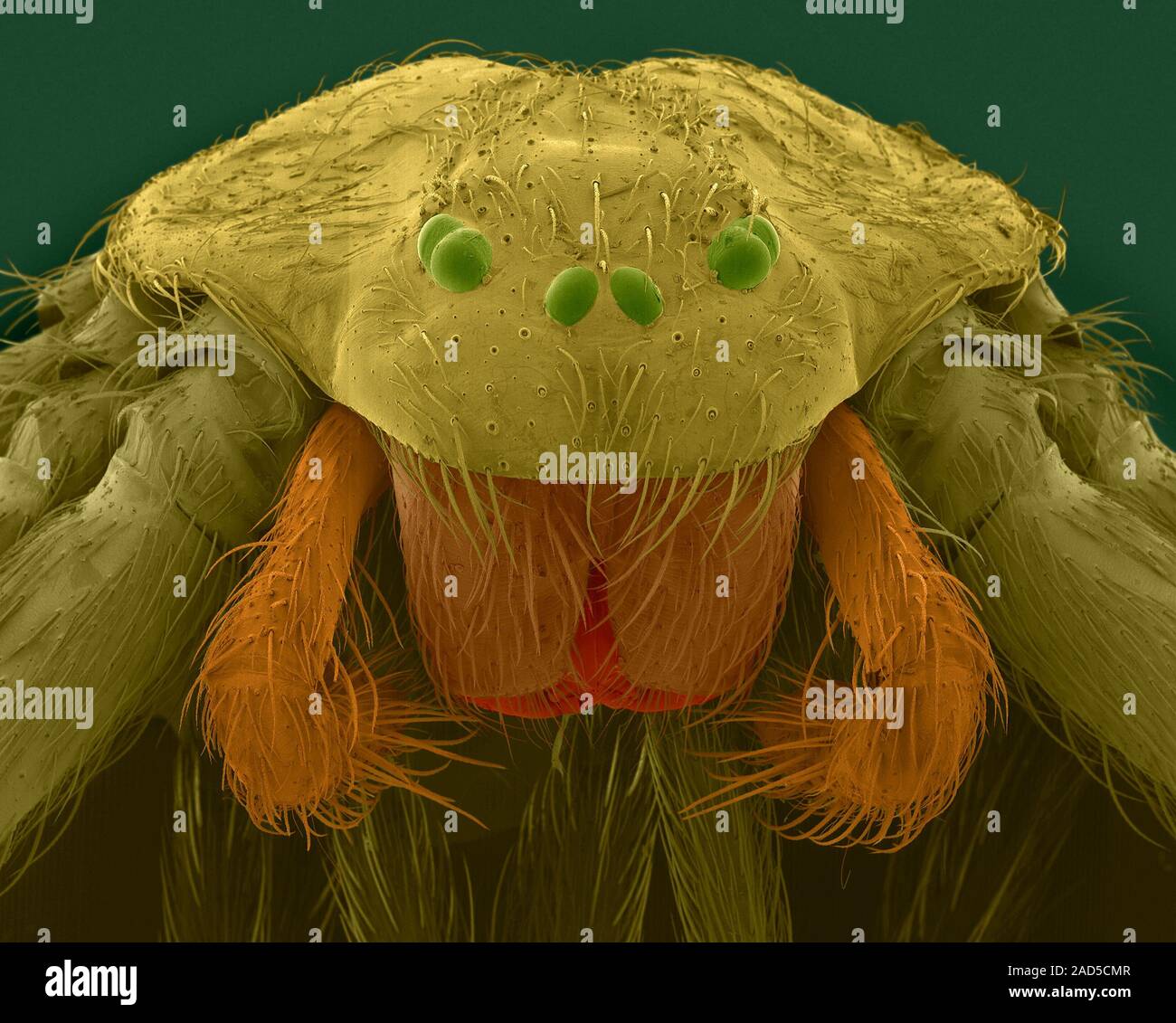 Coloured scanning electron micrograph (SEM) of Brown recluse spider ...