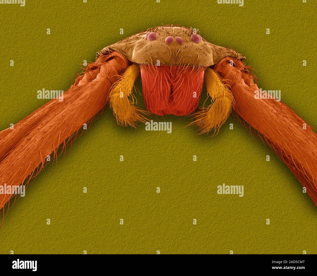 Coloured scanning electron micrograph (SEM) of Brown recluse spider ...