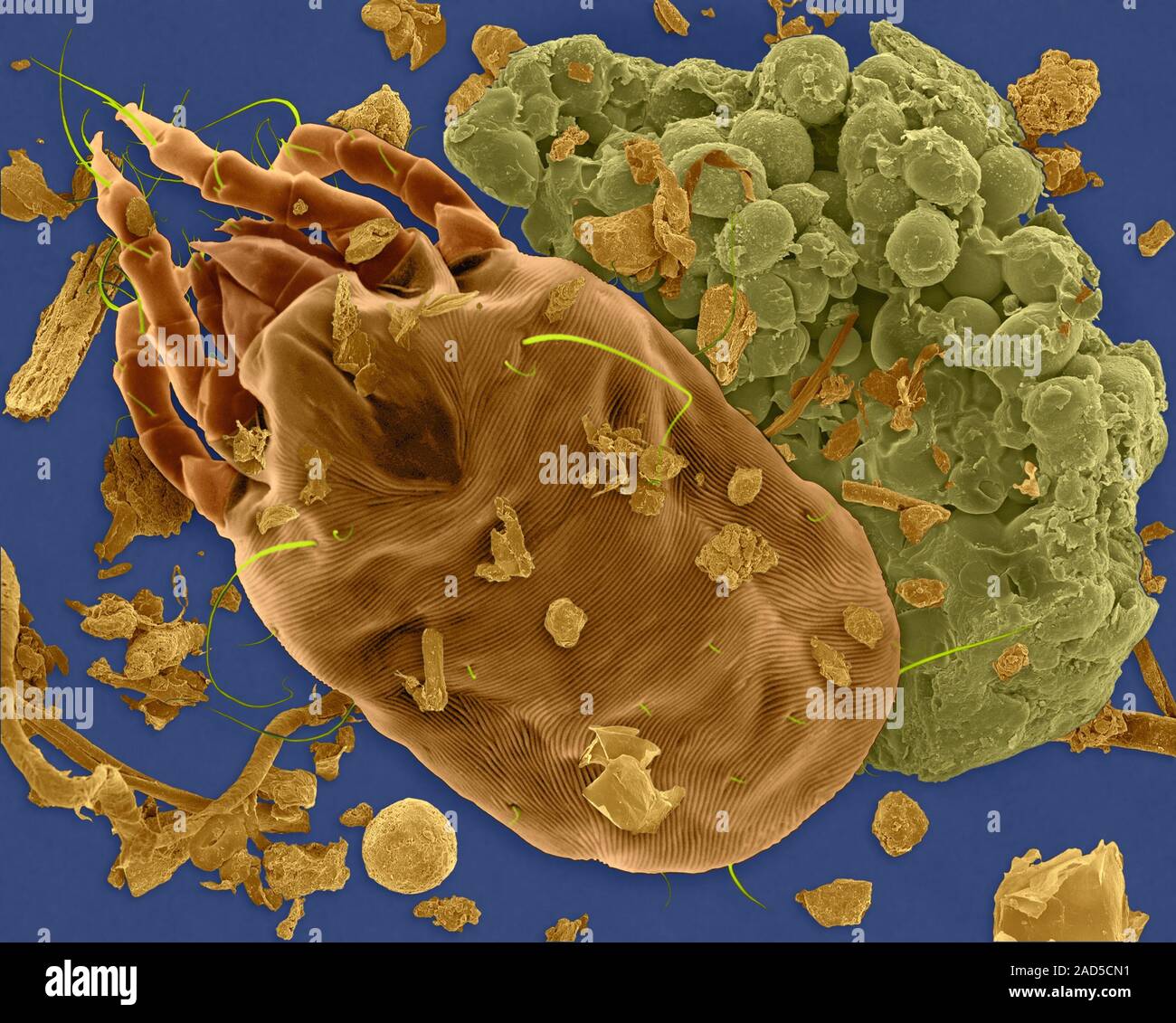 Coloured scanning electron micrograph (SEM) of Photocomposit of dust ...