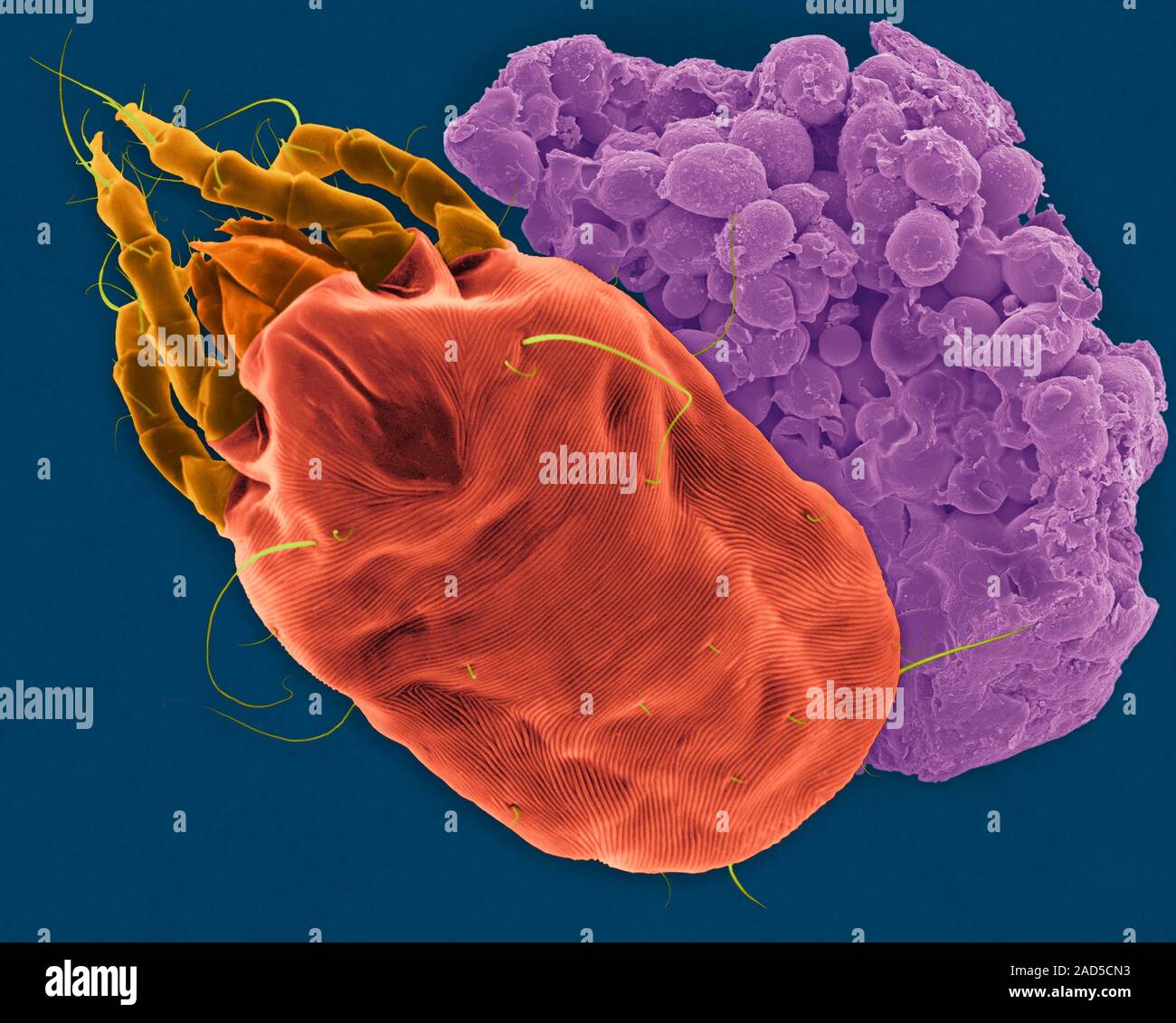 Coloured scanning electron micrograph (SEM) of Photocomposite of dust ...