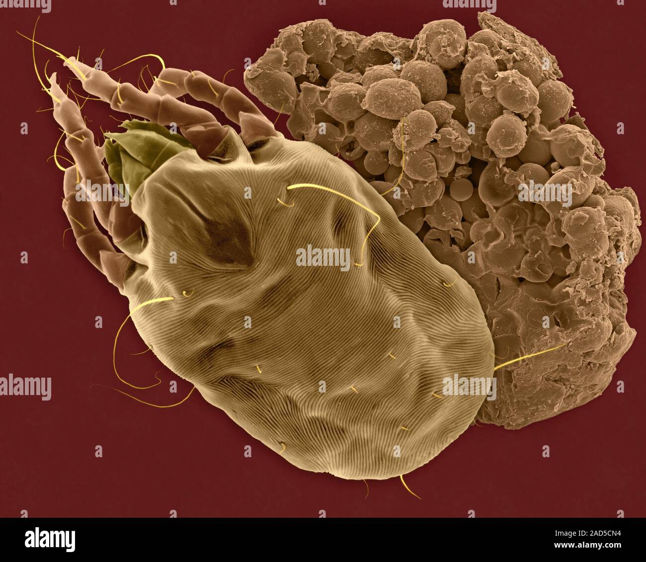 Coloured scanning electron micrograph (SEM) of Photocomposite of dust ...