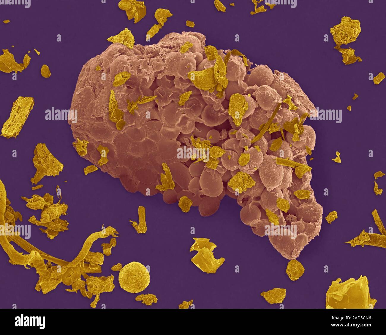 Coloured scanning electron micrograph (SEM) of Dust mite faecal pellet ...
