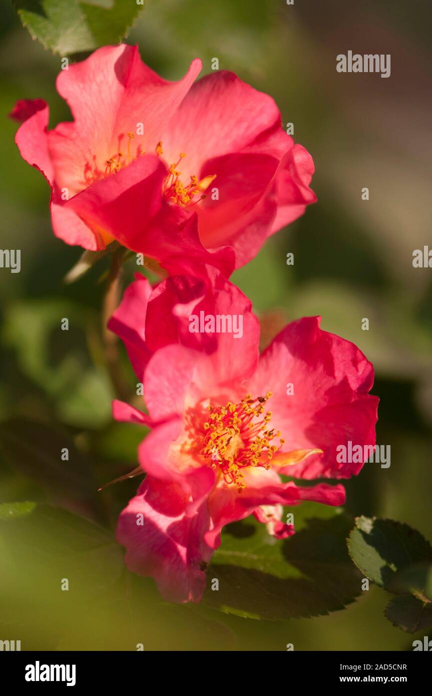 Hybrid rose (Rosa 'Yann Arthus-Bertrand' Stock Photo - Alamy