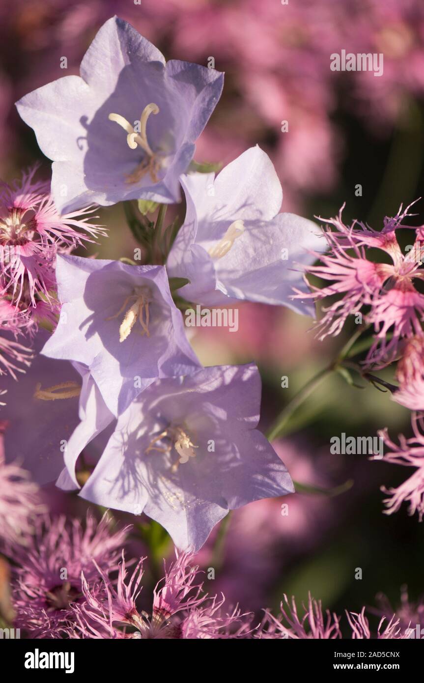 Peach-leaved bellflower 'Takion Blue' (Campanula persicifolia), and ...