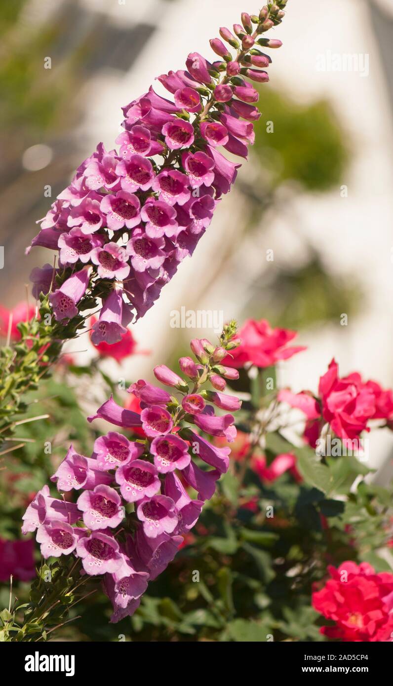 Foxglove (Digitalis purpurea) and hybrid rose (Rosa 'Pink Knock Out ...