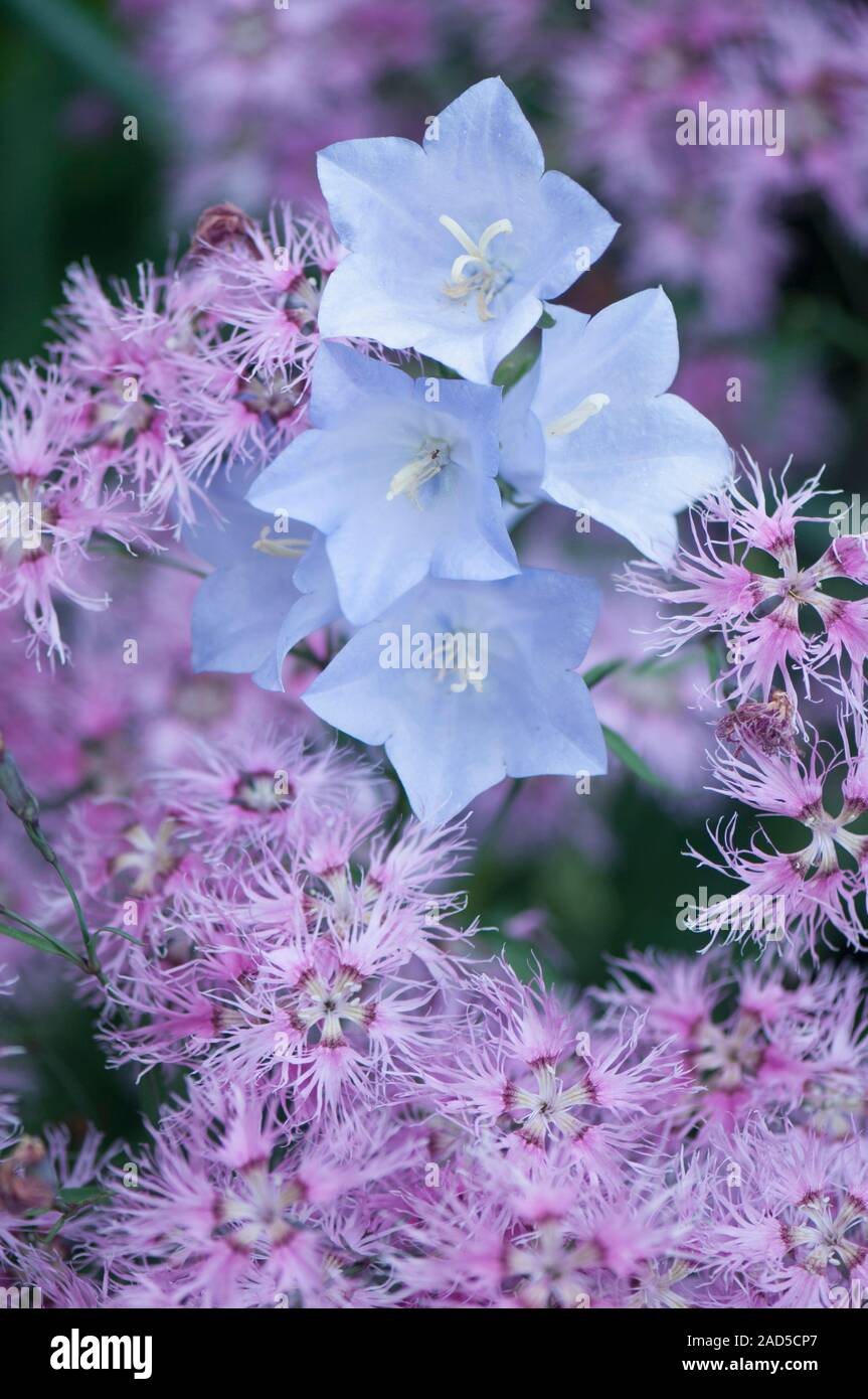 Peach-leaved bellflower 'Takion Blue' (Campanula persicifolia), and ...