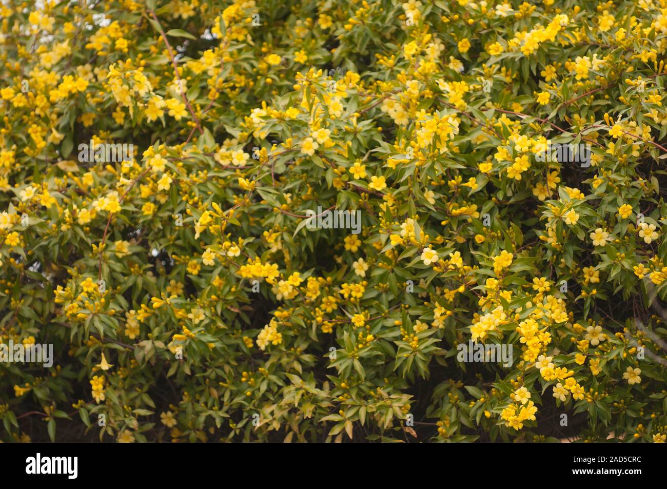 Yellow jasmine (Gelsemium sempervirens Stock Photo - Alamy