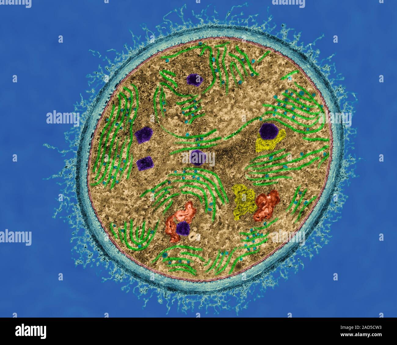 Coloured transmission electron micrograph (TEM) of Cyanobacterium ...