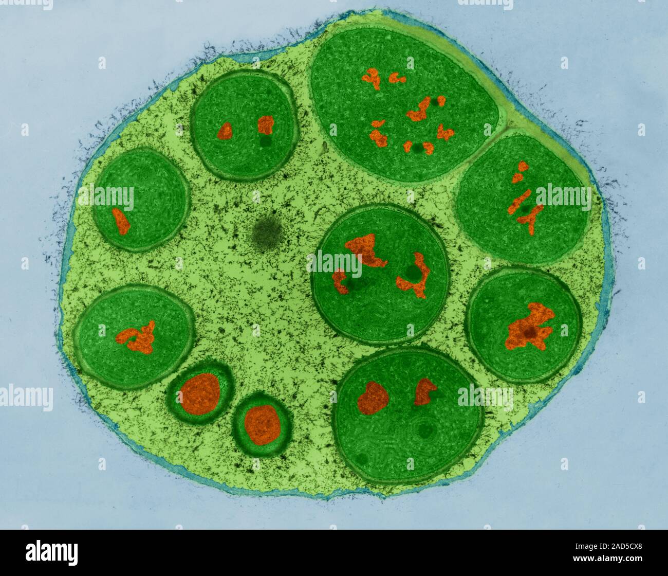 Coloured transmission electron micrograph (TEM) of Cyanobacteria ...