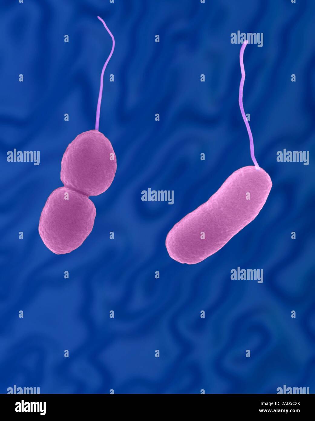 Coloured scanning electron micrograph (SEM) of Vibrio parahaemolyticus ...