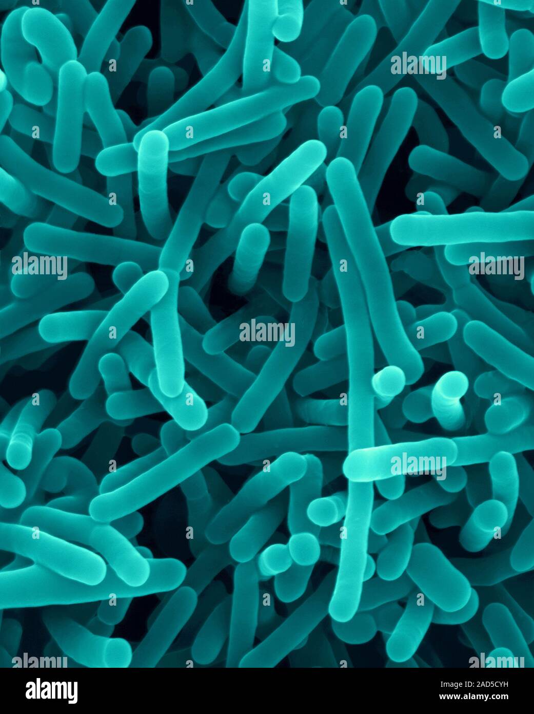 Coloured scanning electron micrograph (SEM) of Listeria monocytogenes ...