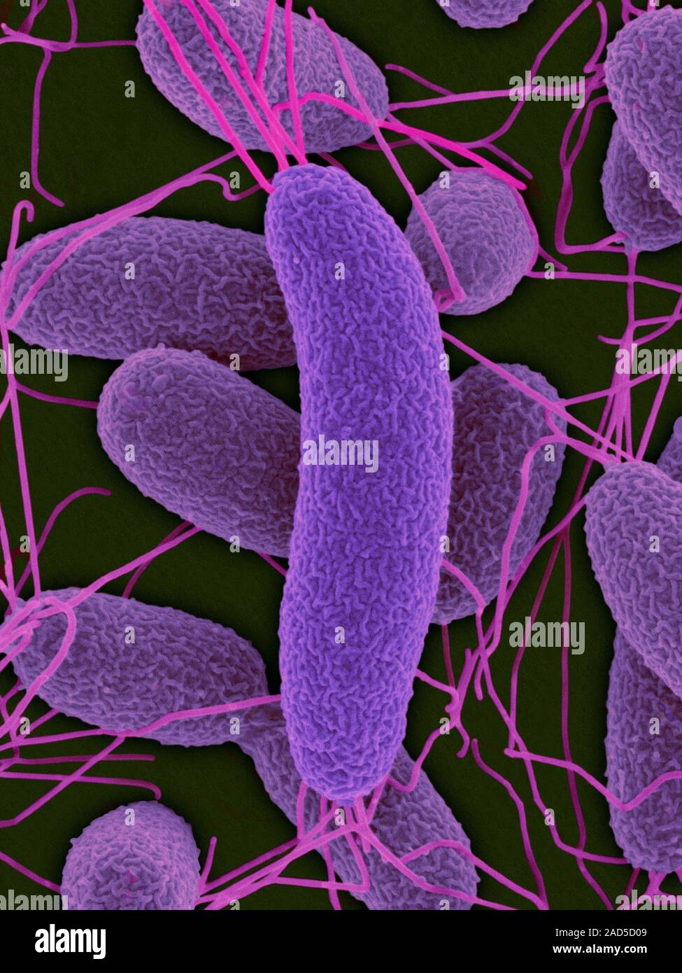 Coloured scanning electron micrograph (SEM) of Vibrio fischeri, Gram ...