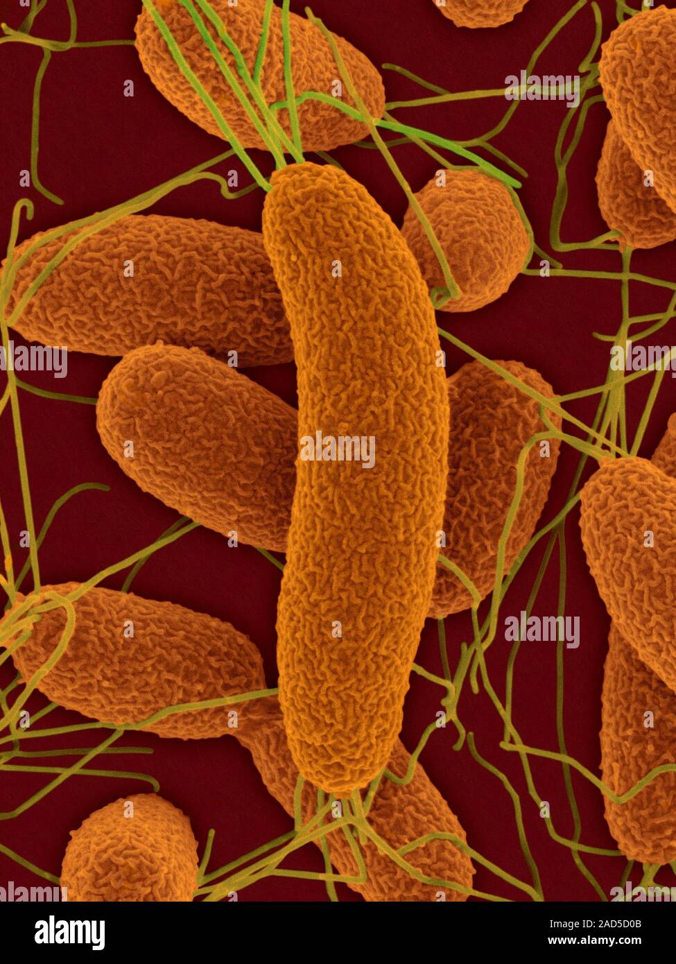 Coloured scanning electron micrograph (SEM) of Vibrio fischeri, Gram ...