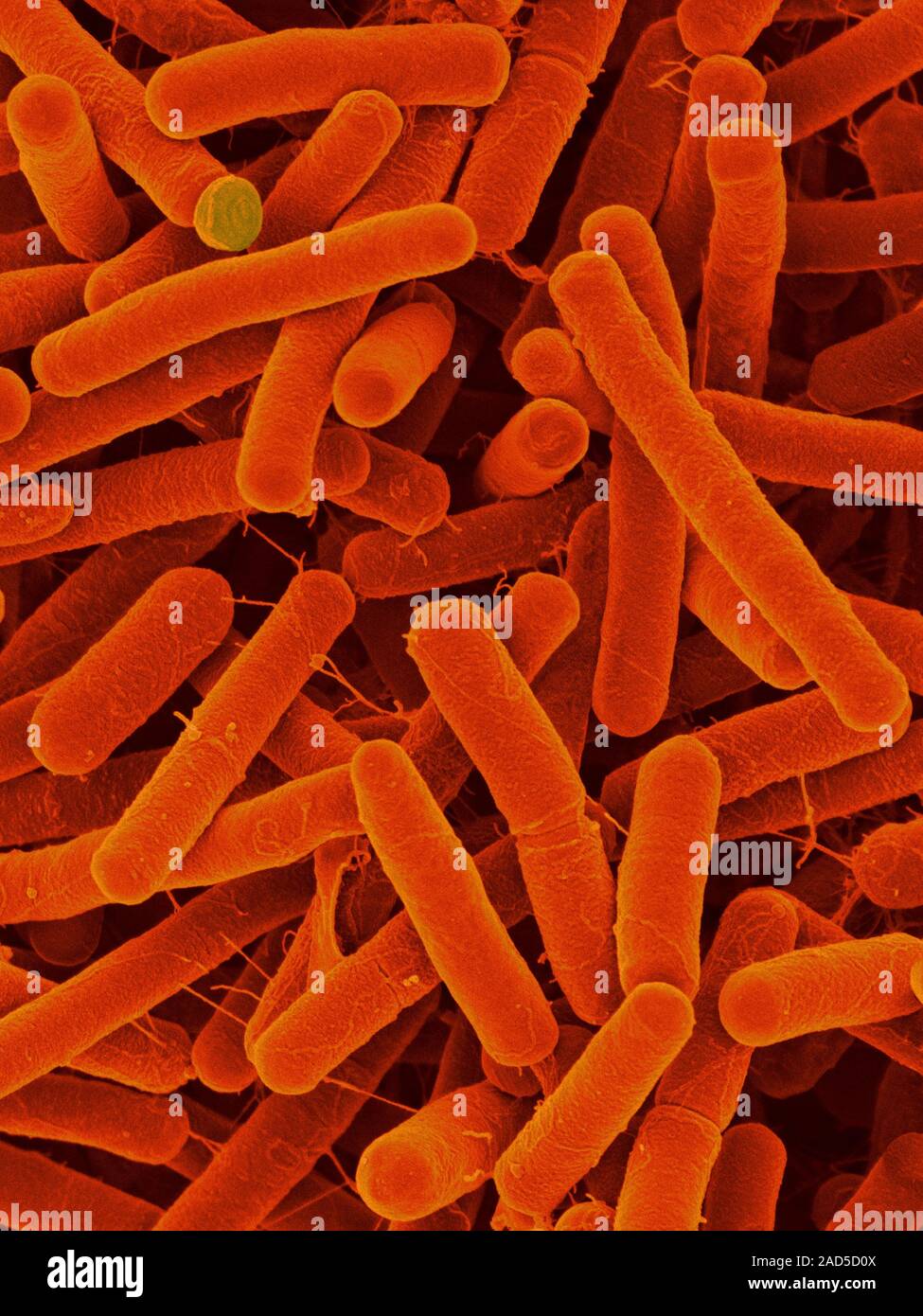 Coloured scanning electron micrograph (SEM) of Bacillus atrophaeus ...