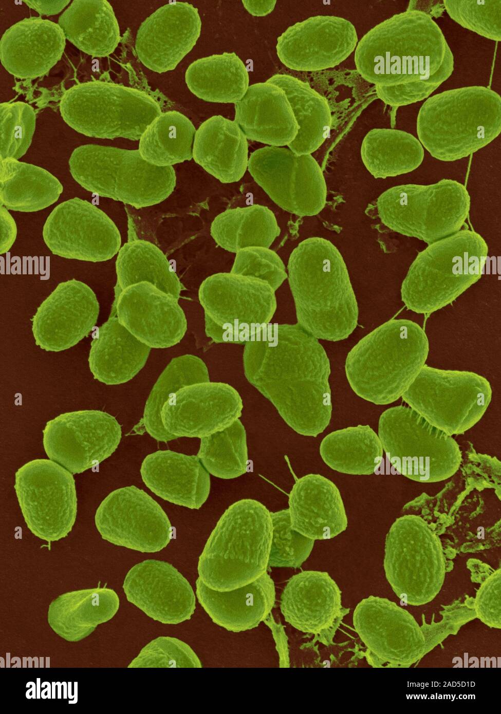 Coloured scanning electron micrograph (SEM) of Pseudomonas koreensis ...