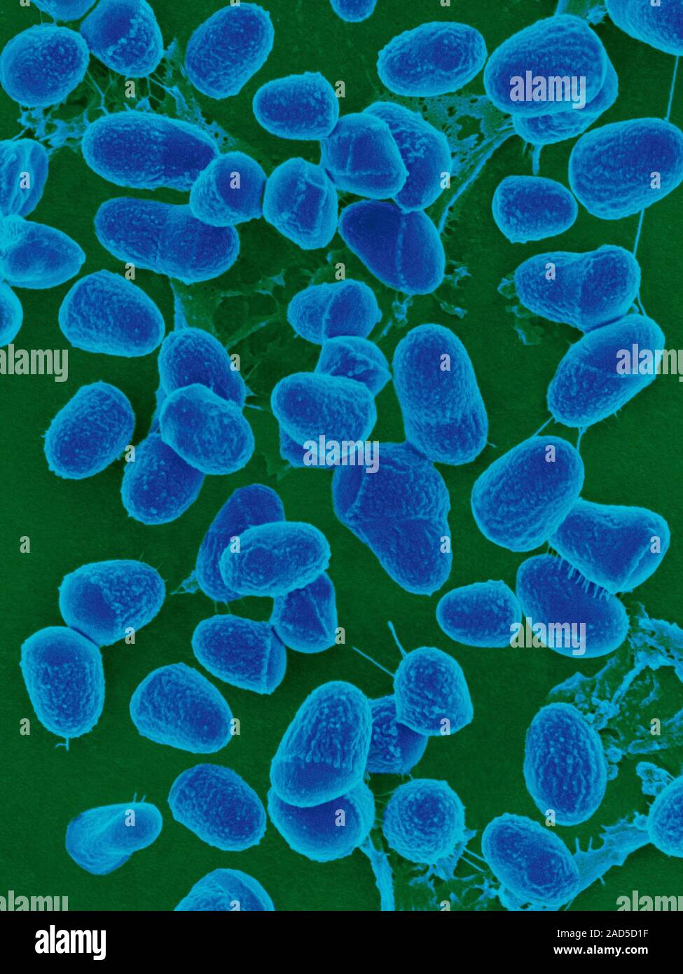 Coloured scanning electron micrograph (SEM) of Pseudomonas koreensis ...