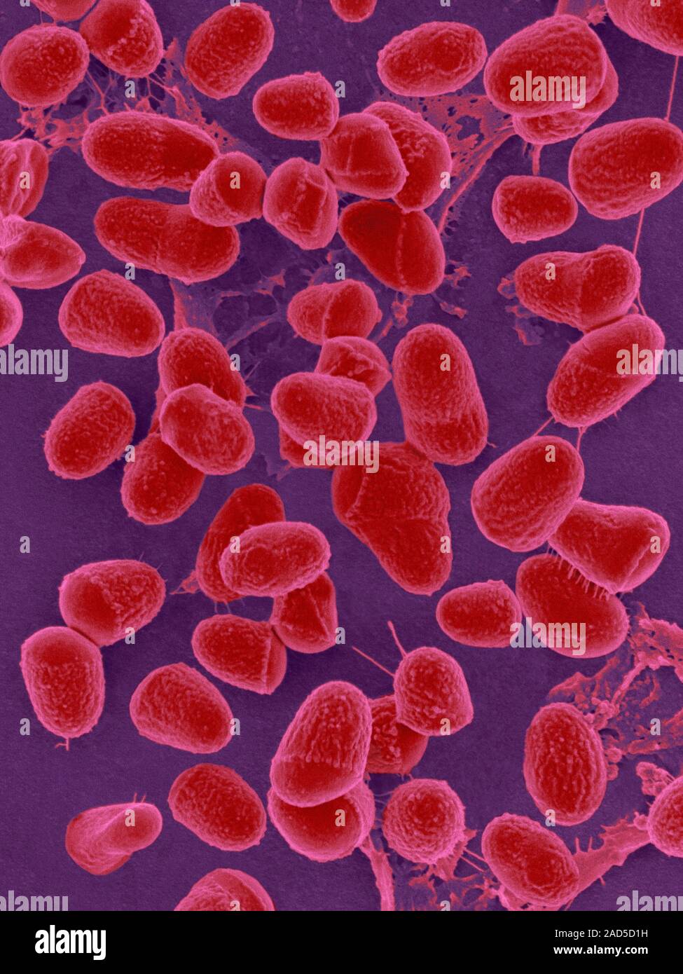 Coloured scanning electron micrograph (SEM) of Pseudomonas koreensis ...