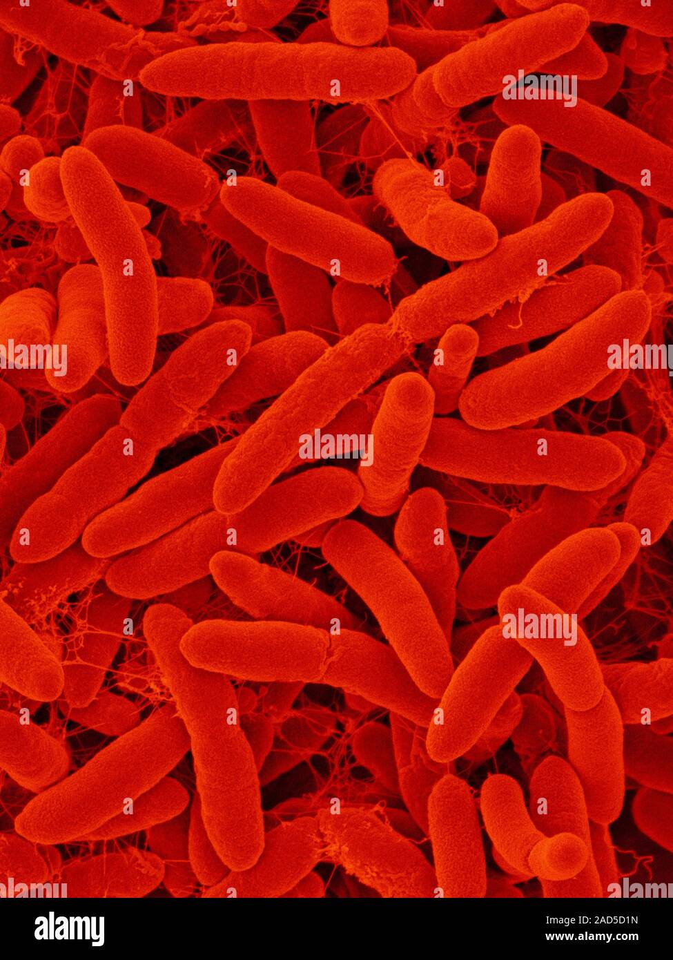 Coloured scanning electron micrograph (SEM) of Janibacter hoylei, Gram ...