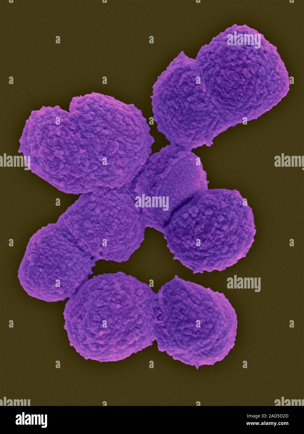 Coloured scanning electron micrograph (SEM) of Ornithinicoccus ...