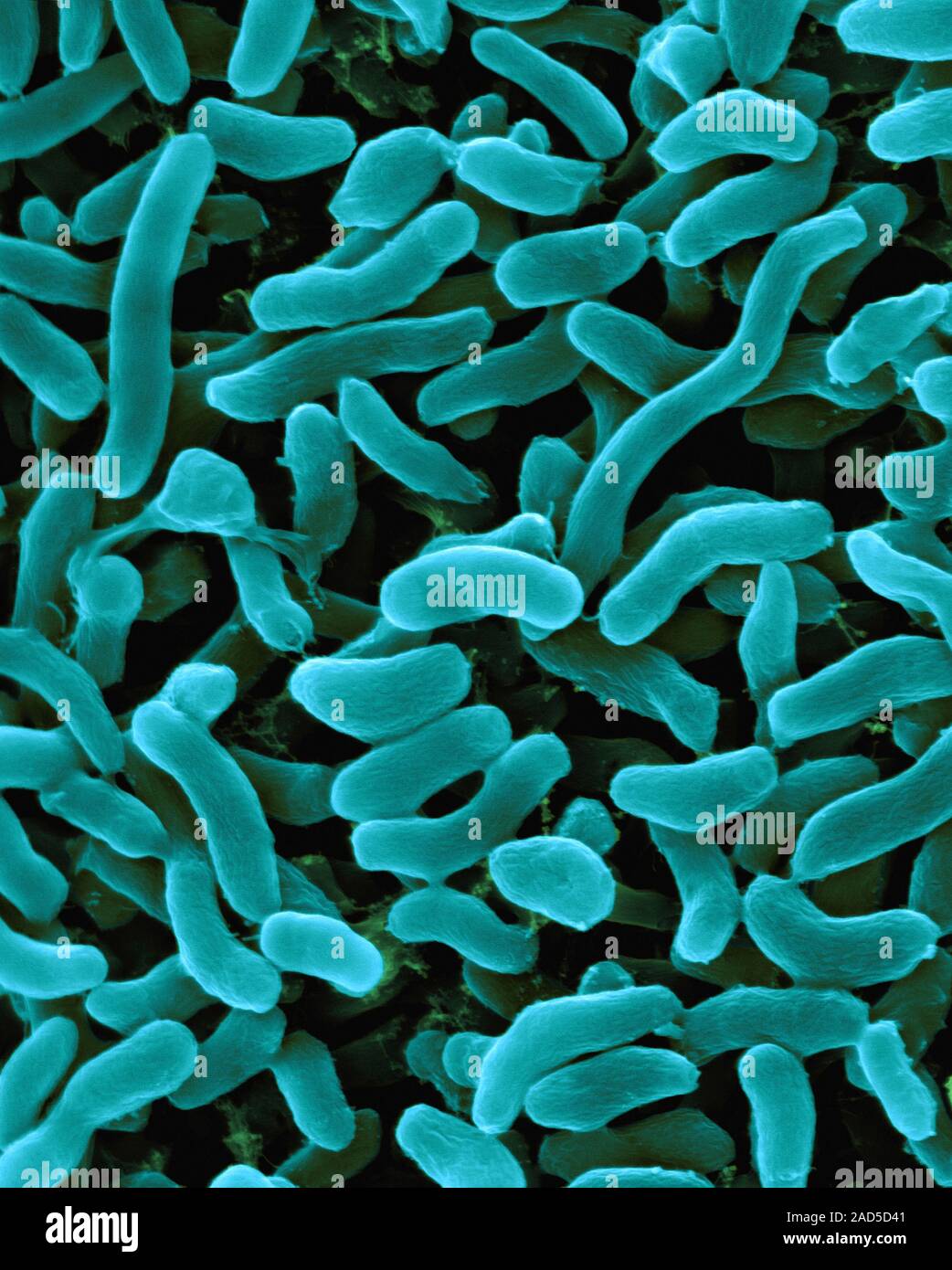 Coloured scanning electron micrograph (SEM) of Halophilic bacterium ...
