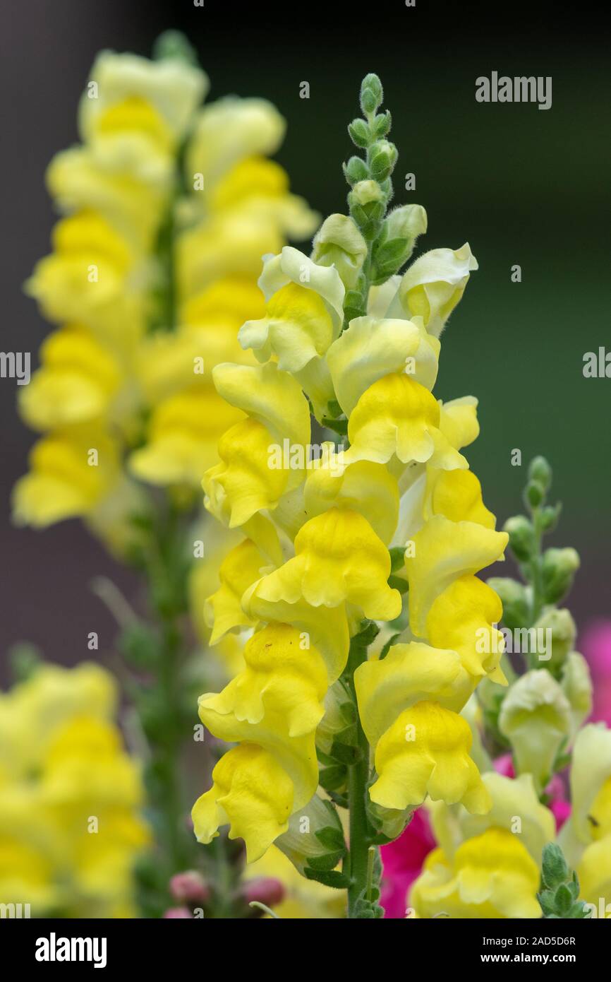 In A Snapdragon Flower High Resolution Stock Photography and Images - Alamy