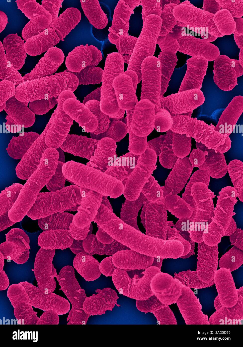 Coloured scanning electron micrograph (SEM) of Lactobacillus salivarius ...